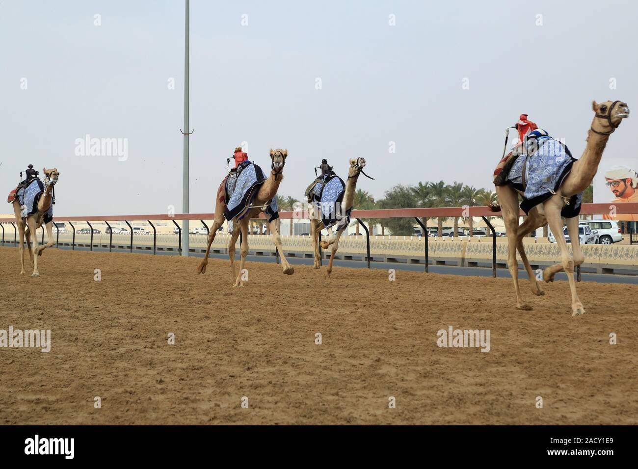 Training for camel races on the racetrack in Al Marmoun near Dubai ...