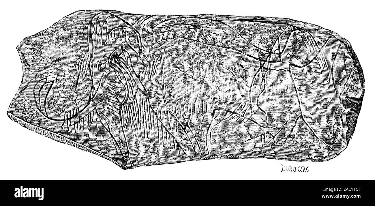 Mammoth carving on ivory, 19th-century artwork. This carving dates from ...
