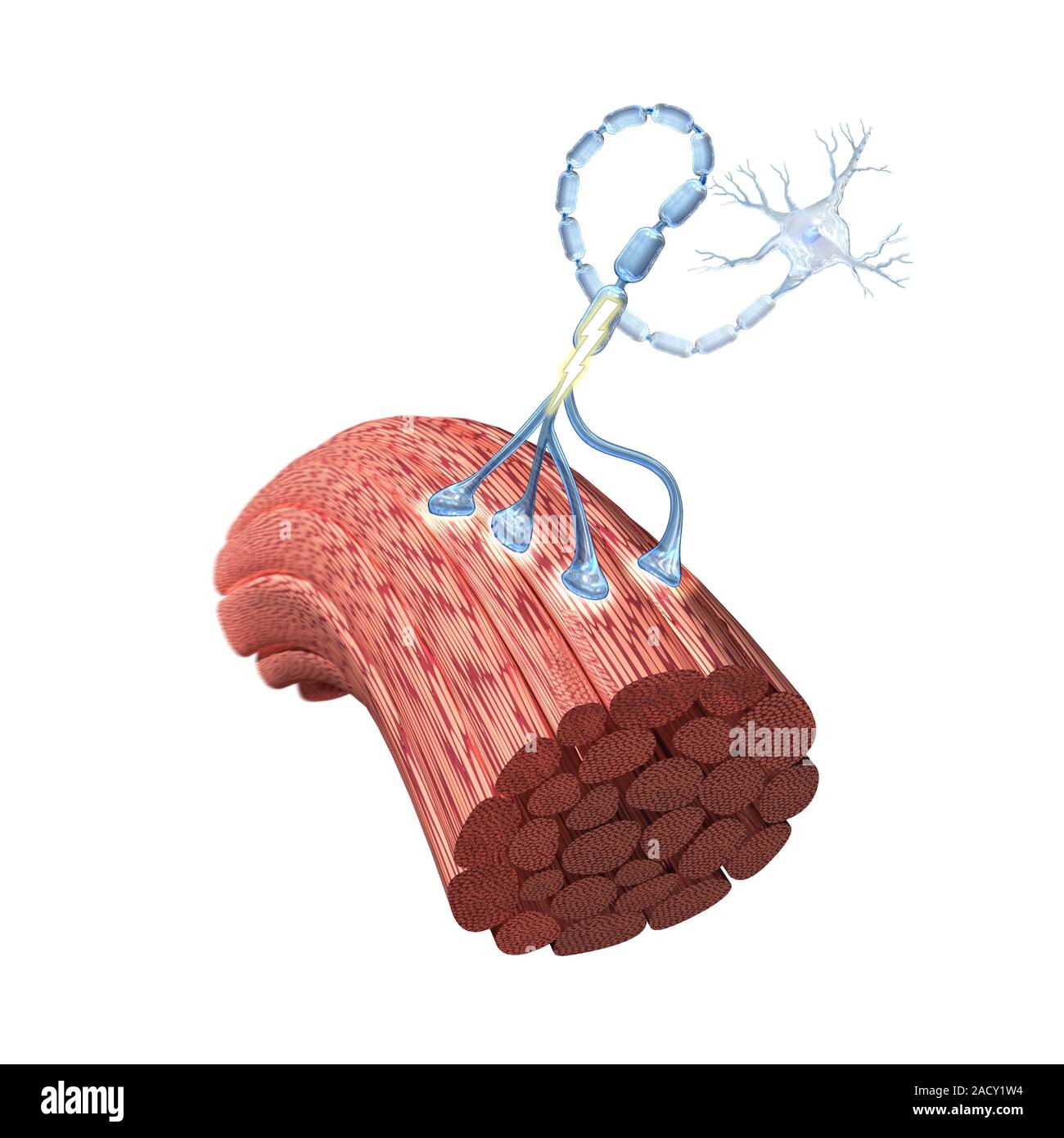 Artwork of a motor neurone (nerve) cell and muscle fibres. It shows the ...