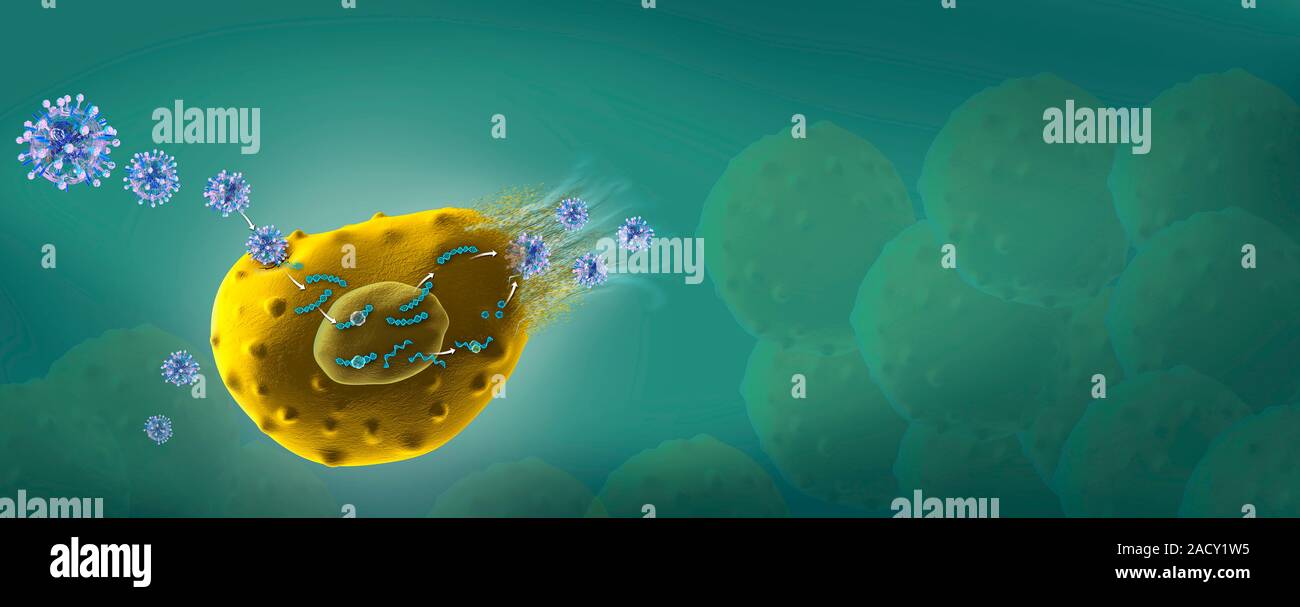 Viral infection. Image showing a virus (blue and pink spheres ...