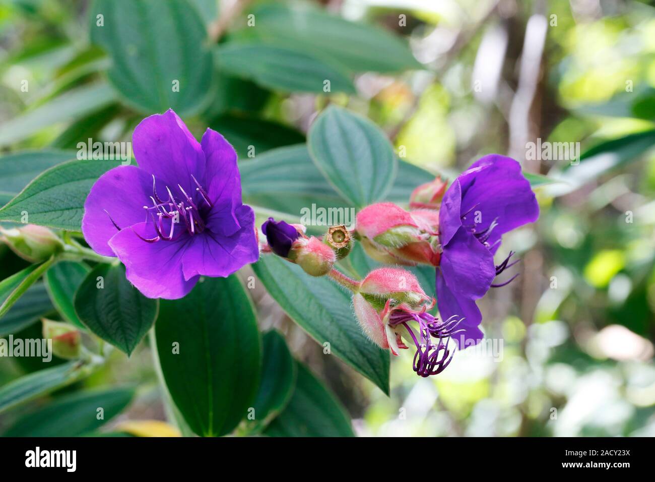 Glory bush (Tibouchina sp.) in flower. Photographed in Hawaii Volcanoes ...