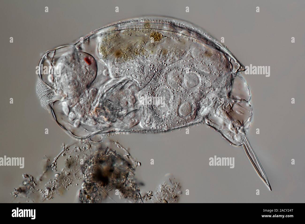 Rotifer. Differential interference contrast (DIC) light micrograph of a ...