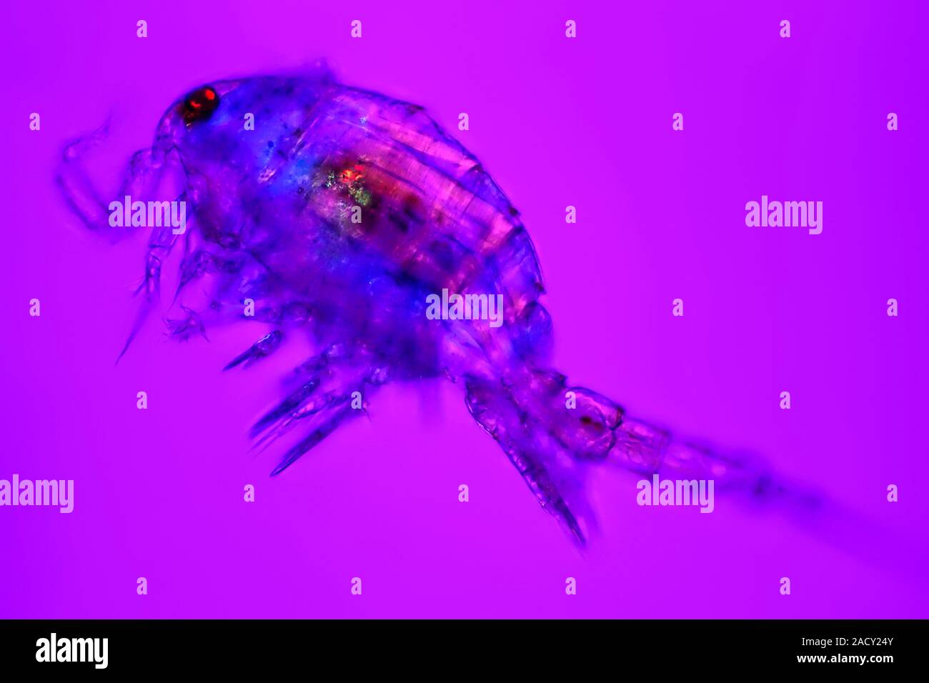 Copepod crustacean, polarised light micrograph. Copepods are a group of ...