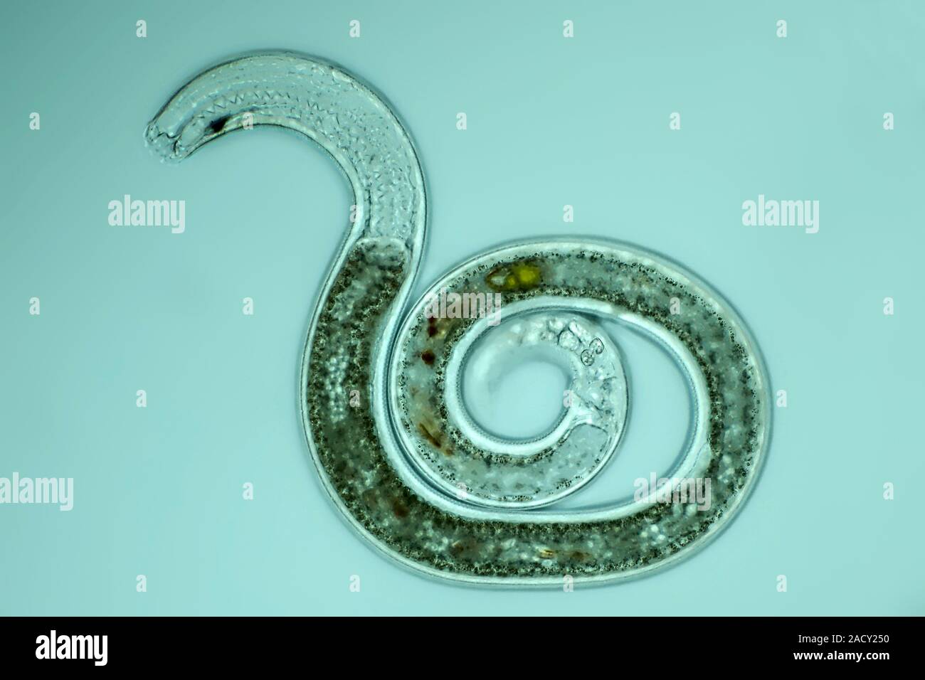 Nematode, or roundworm, brightfield illuminated light micrograph ...
