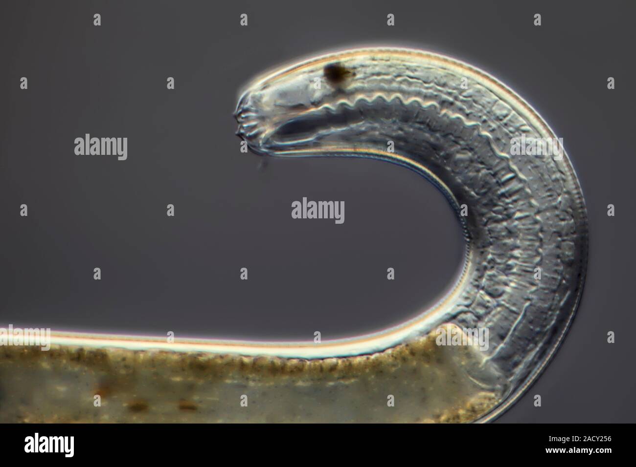 Nematode, or roundworm, differential interference contrast (DIC) light ...