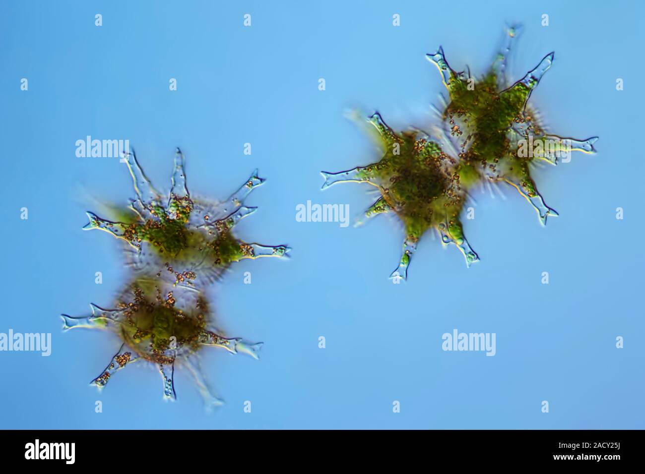 Green algae (Staurastrum arctiscon) differential interference contrast ...