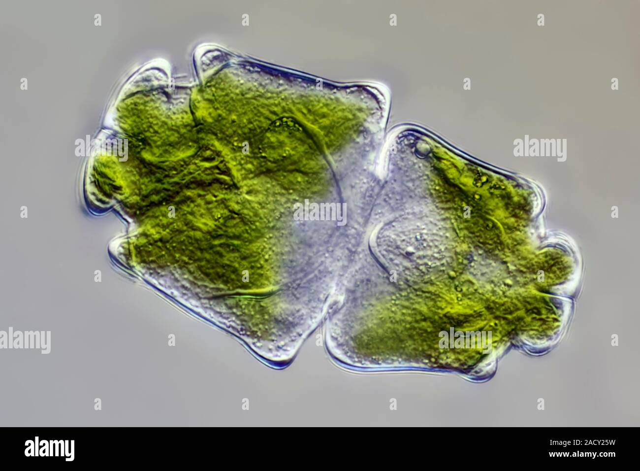 Euastrum desmid. Differential interference contrast (DIC) light ...