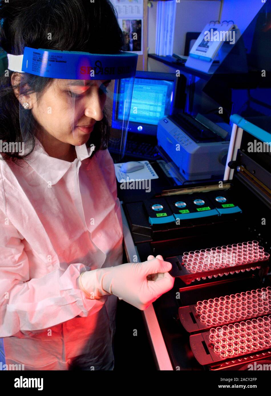 Diagnostic testing lab. Biologist loading Detection cups (D-cups), in ...