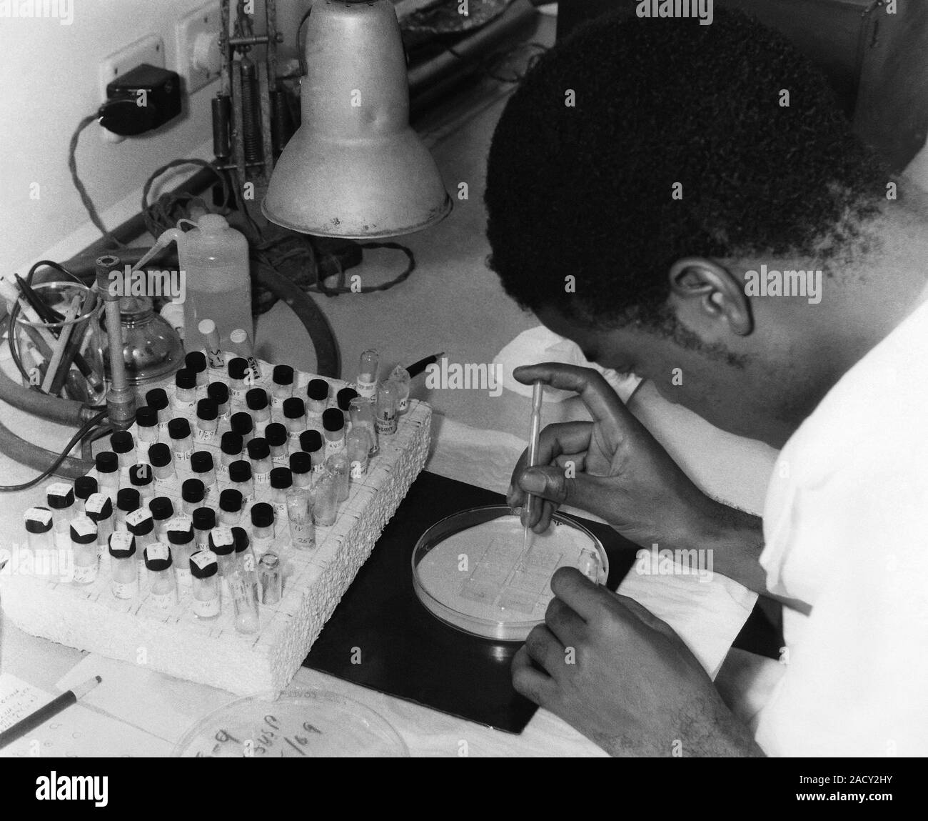 Smallpox research. Laboratory technician conducting a smallpox-related ...