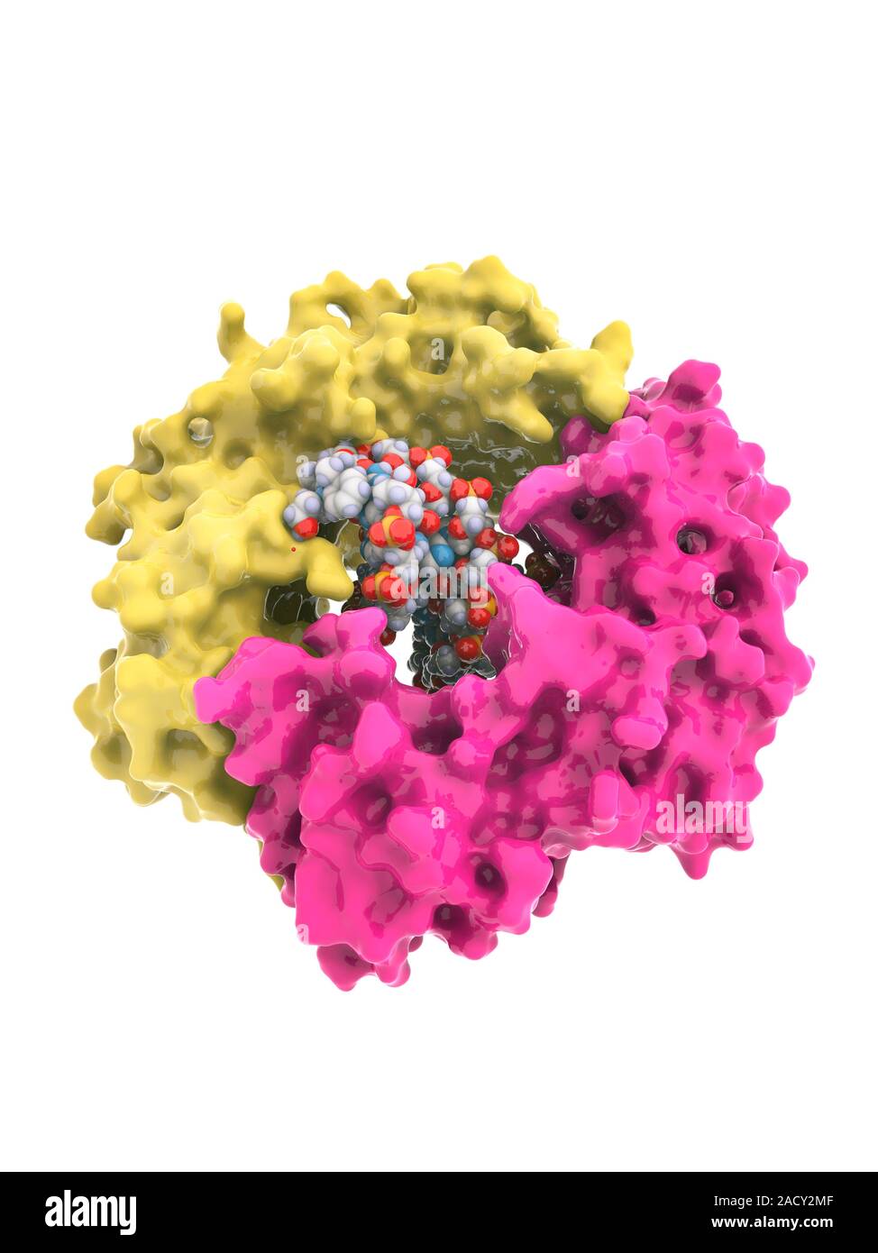 DNA (deoxyribonucleic acid) clamp and DNA. Molecular model of the beta ...