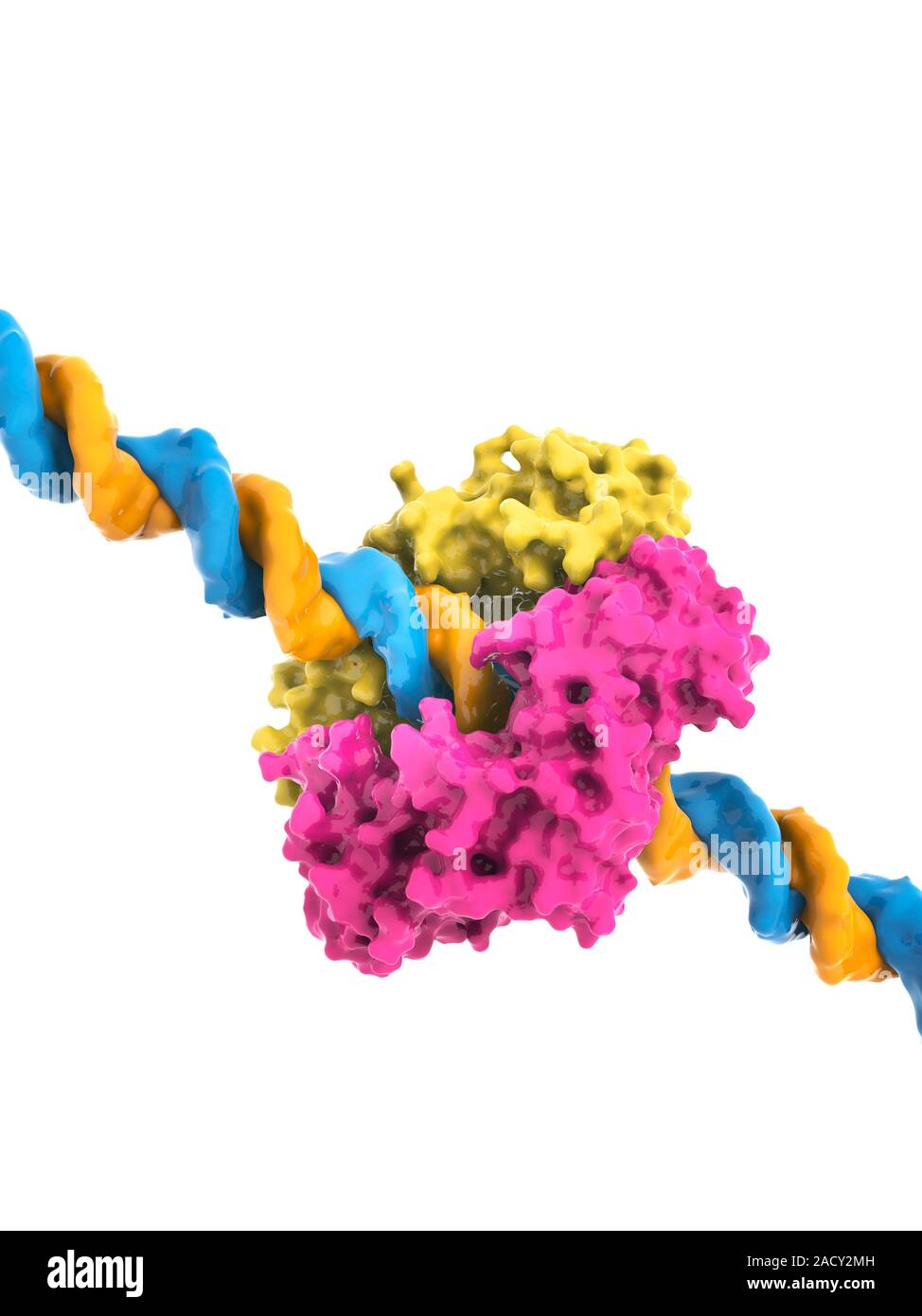 DNA (deoxyribonucleic acid) clamp and DNA. Molecular model of the beta ...