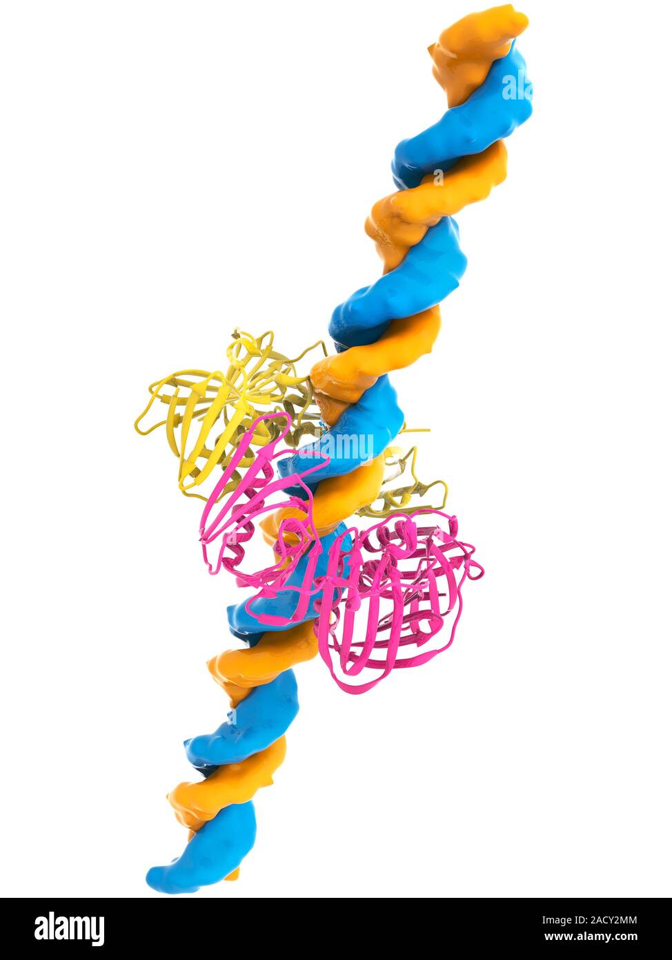 DNA (deoxyribonucleic acid) clamp and DNA. Molecular model of the beta ...