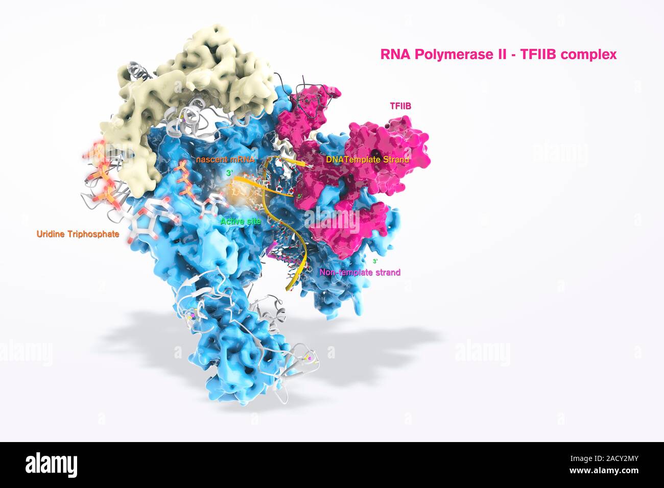 Rna Polymerase Ii Molecular Model Showing The Structure Of The Enzyme