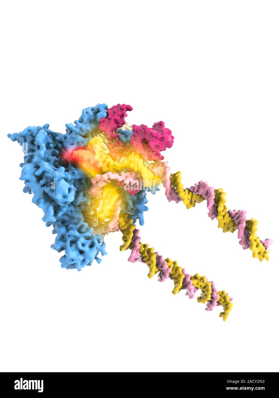 Rna Polymerase Ii Molecular Model Showing The Structure Of The Enzyme