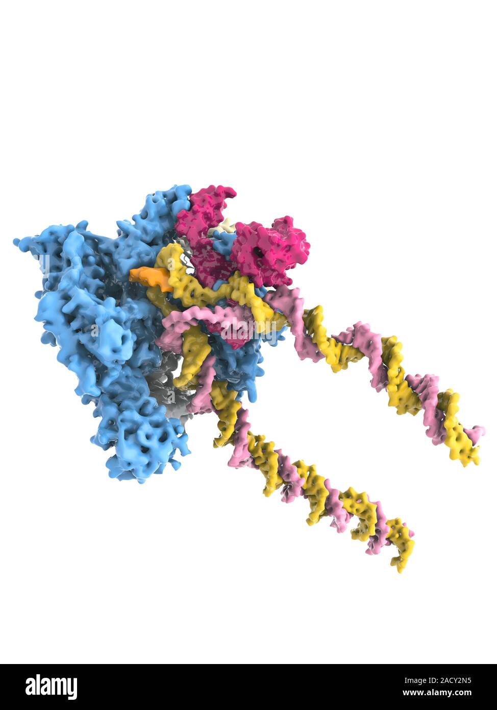 RNA polymerase II. Molecular model showing the structure of the enzyme ...