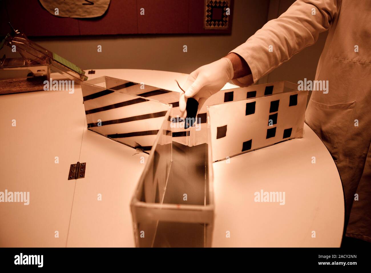 Animal research centre. Mouse undergoing memory tests in a laboratory ...