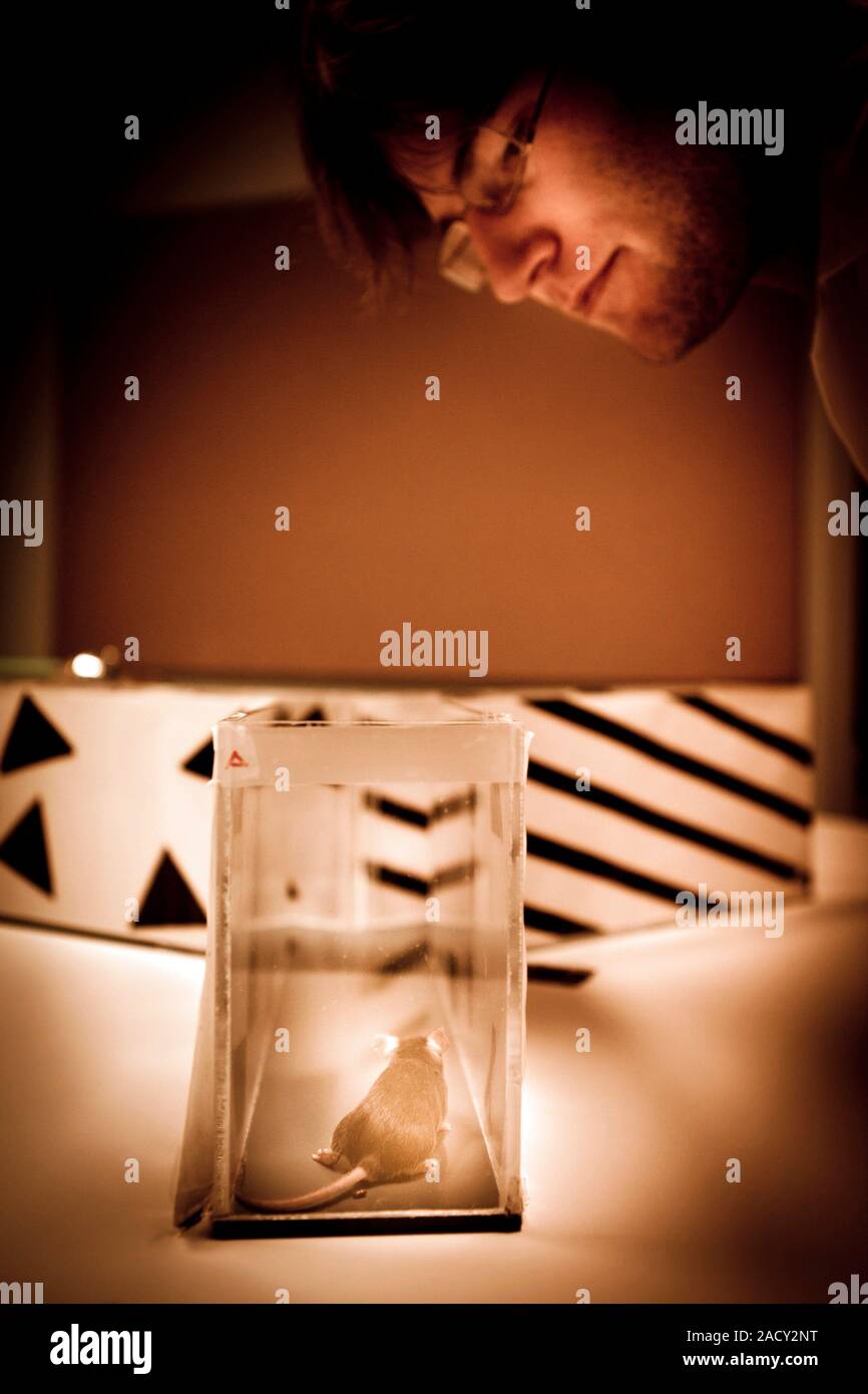 Animal research centre. Mouse undergoing memory tests in a laboratory ...