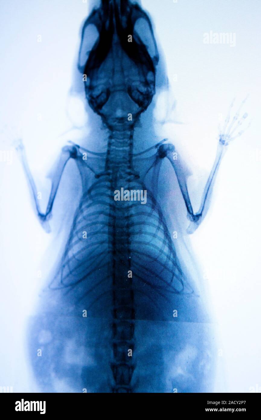 Animal research centre. Coloured X-ray of a genetically modified mouse ...