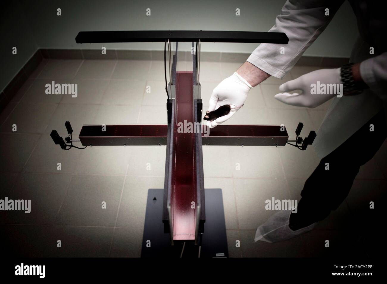 Animal research centre. Mouse undergoing stress tests in a laboratory ...