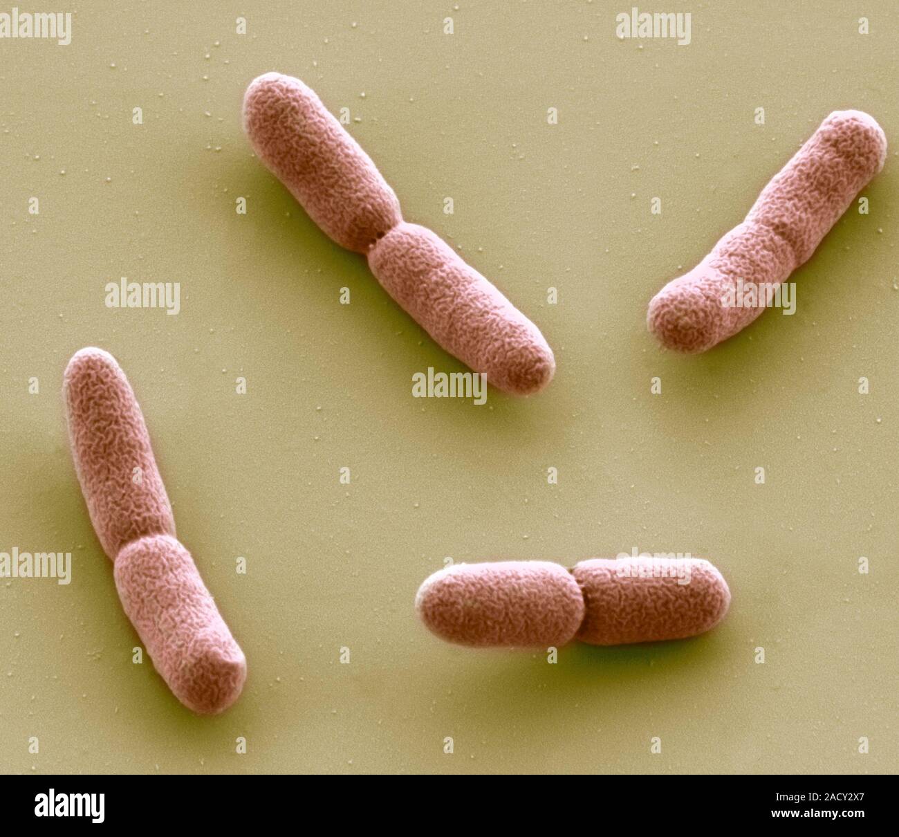 E. coli bacteria. Coloured scanning electron micrograph (SEM) of ...