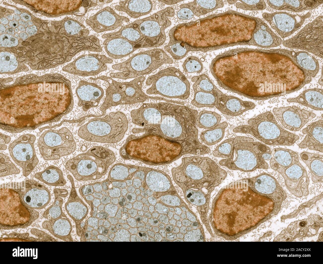 Myelinated nerves. Coloured transmission electron micrograph (TEM) of a ...