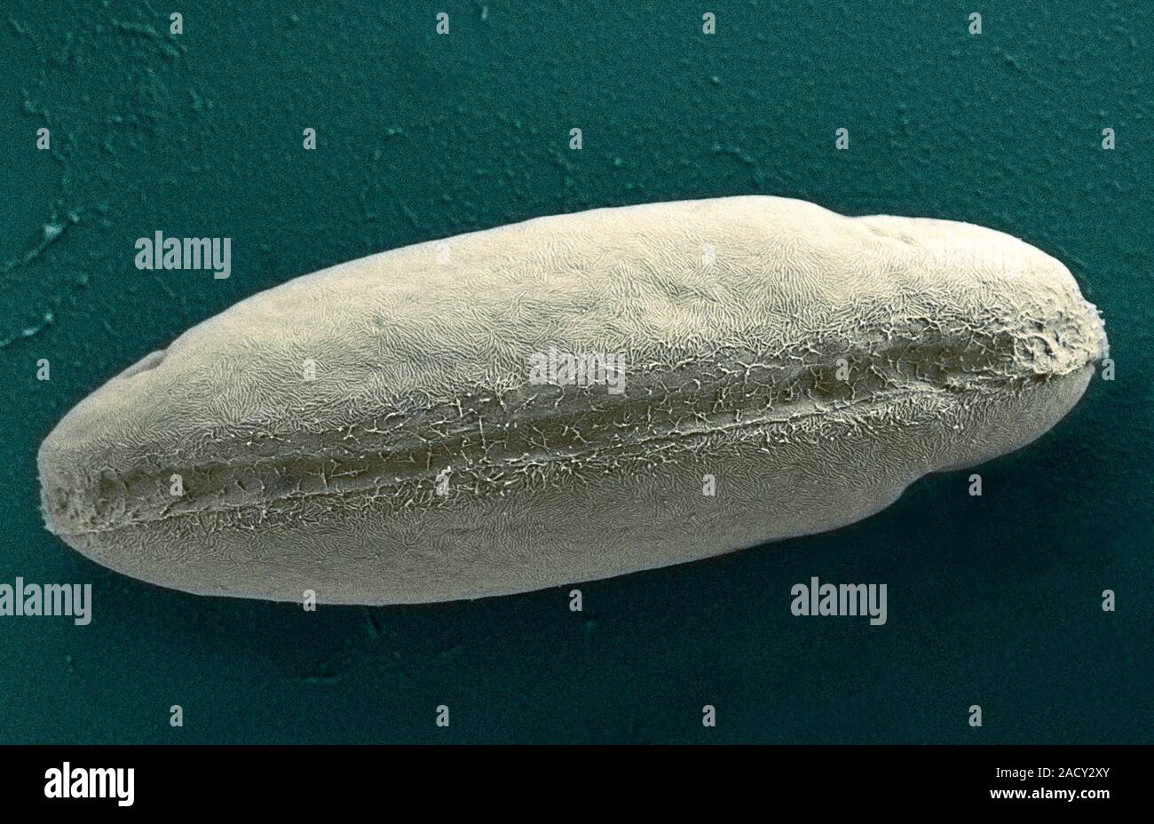 Phaeodactylum tricornutum. Coloured scanning electron micrograph (SEM ...