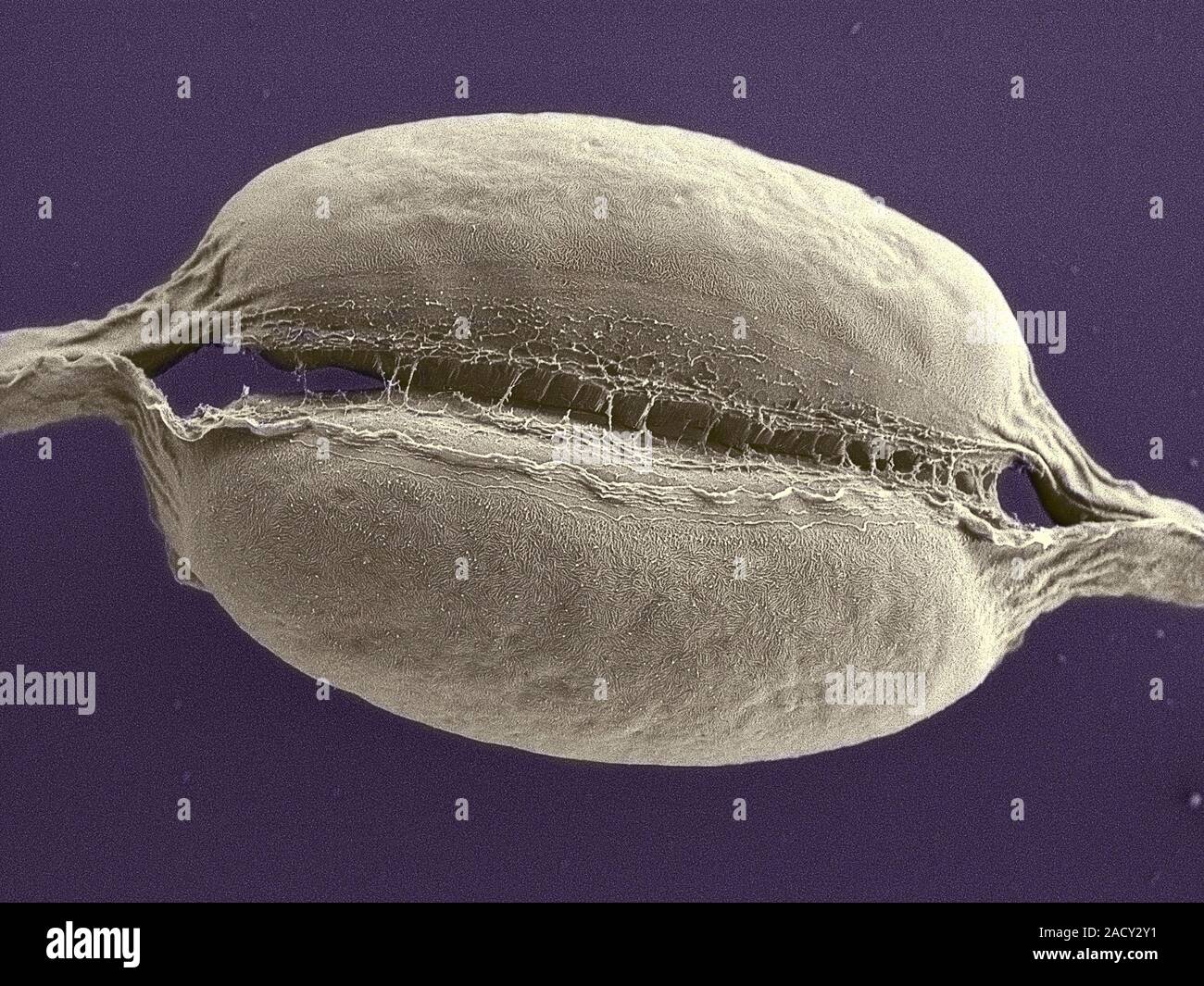 Phaeodactylum tricornutum. Coloured scanning electron micrograph (SEM ...