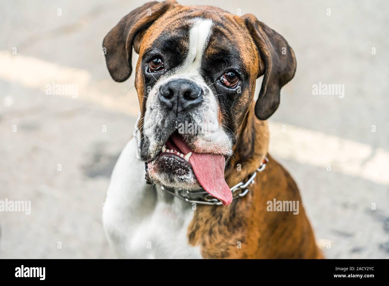 Canine dog pet friend friendly animal brown close up boxer hi-res stock ...