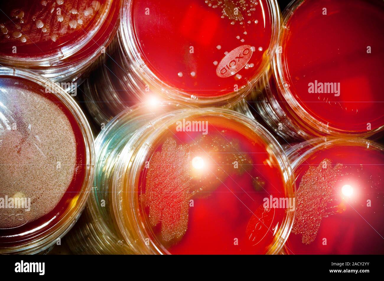 Cultures in Petri dishes Stock Photo - Alamy