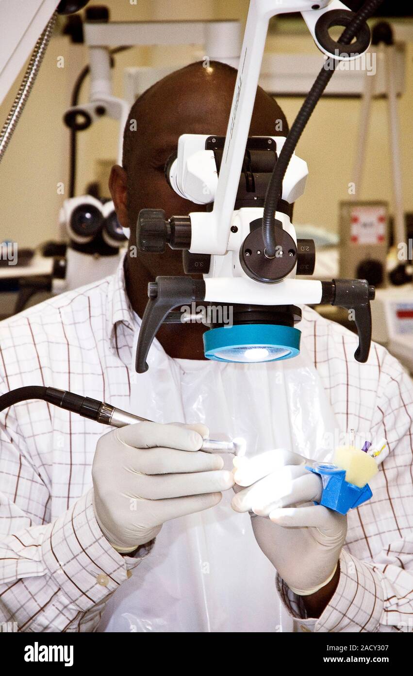 Microscopic dental surgery. Dental surgeon using a microscope to ...