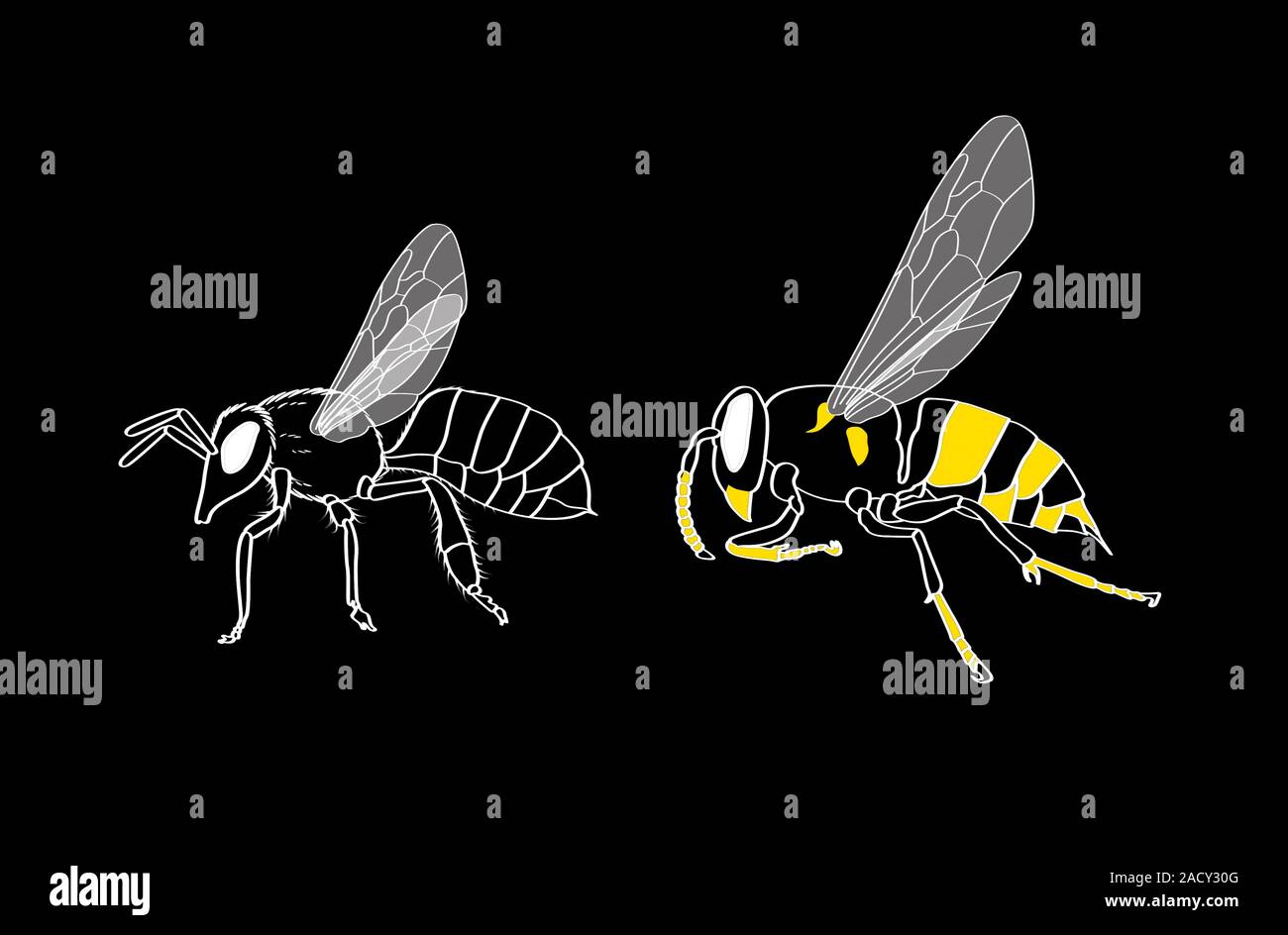 Bee and wasp anatomy. Computer artwork comparing the anatomy of a bee ...