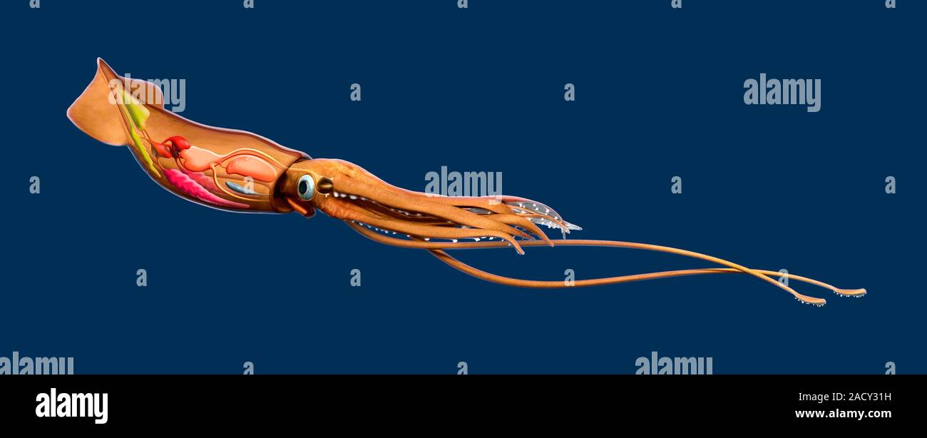 Squid anatomy. Computer artwork showing the anatomy of a squid Stock ...