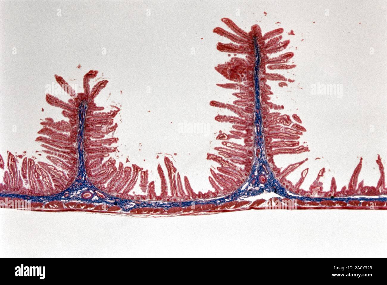 Small intestine lining. Light micrograph of a section through the ...