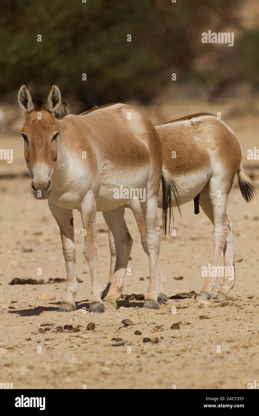 Onager (Equus hemionus). Part of a breeding nucleus of Wild Asian Asses ...