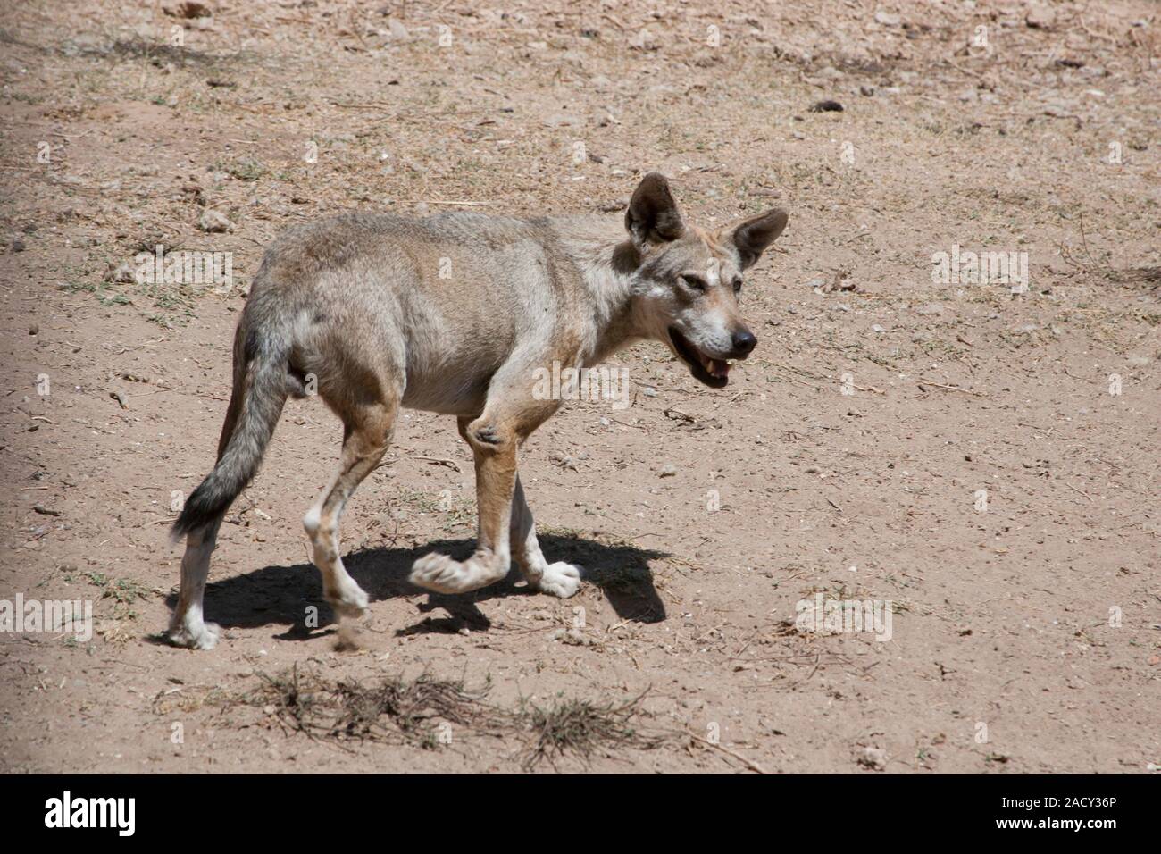 Arabian wolf (aka desert wolf Canis lupus arabs). This wolf is ...