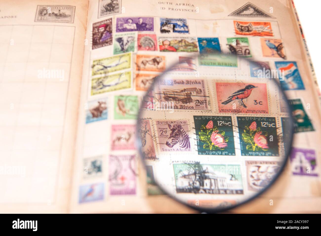 Stamp collecting hobby. Collector uses a magnifying glass to view his ...
