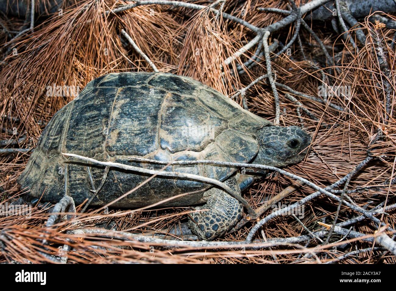Tortoise on pine leaves in a forest photographed in Taurus Mountains ...