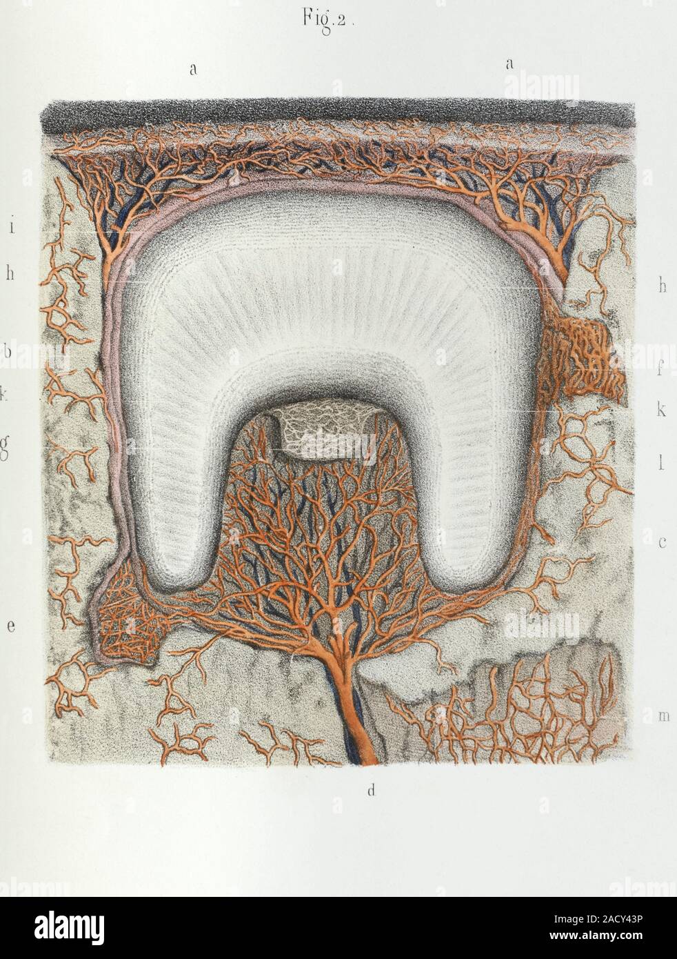 Developing tooth. 19th century artwork of a section through an infant's ...