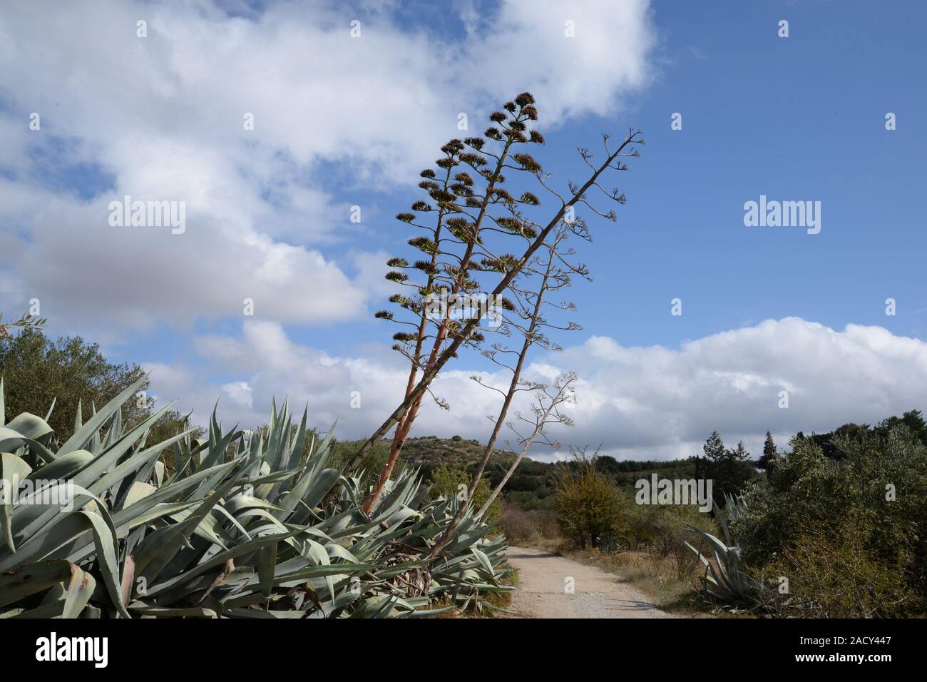 Agave on a path Stock Photo - Alamy