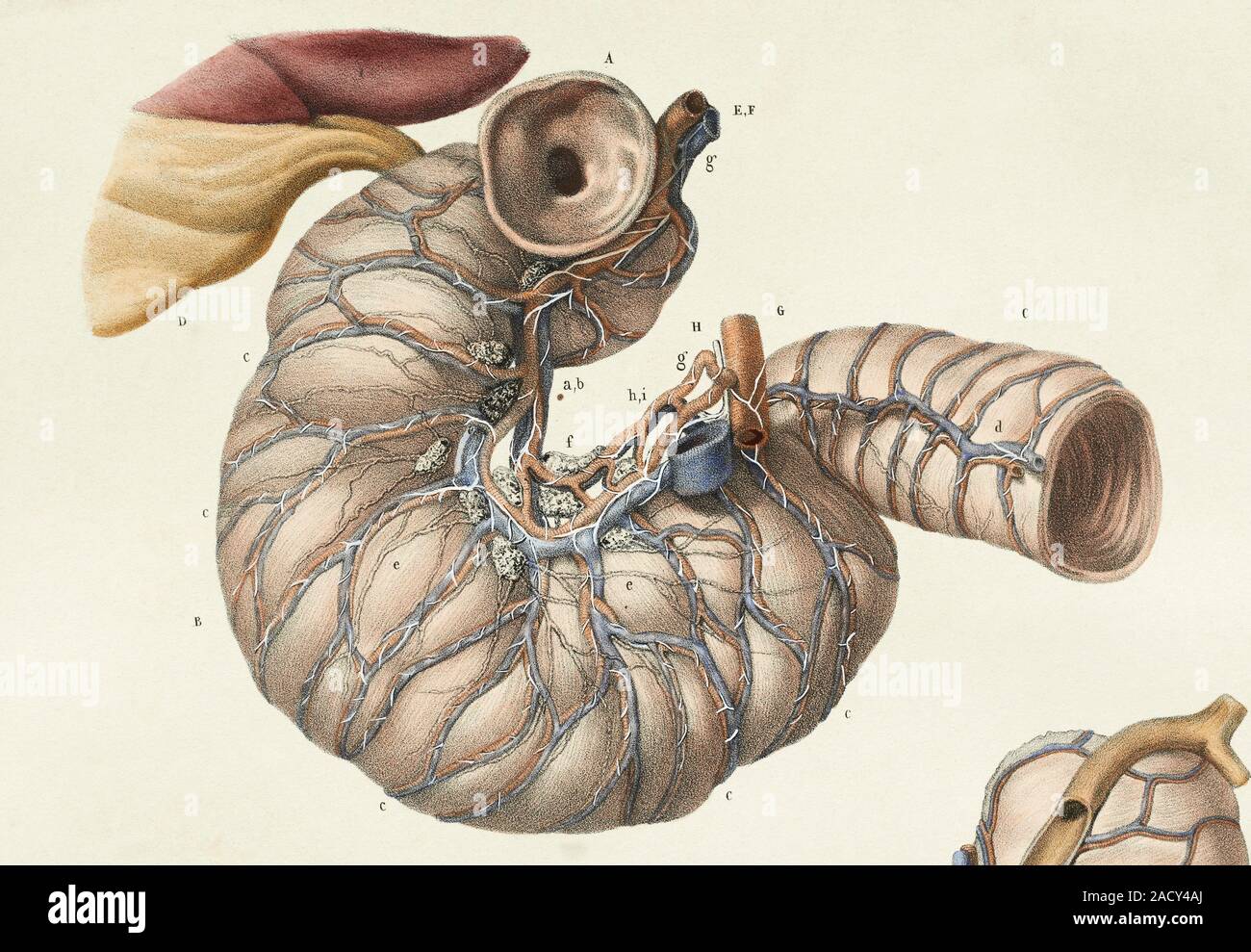 Small intestine. 19th century artwork of the duodenum, the first ...
