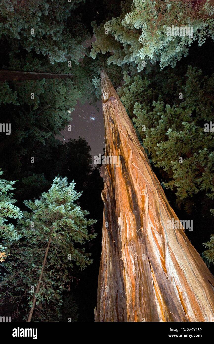 Coast, or giant redwood (Sequoia sempervirens) trees at night ...