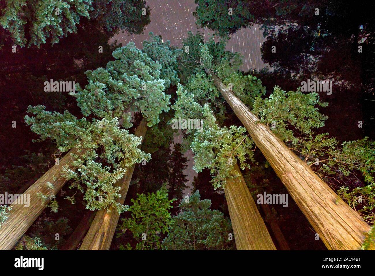 Coast, or giant redwood (Sequoia sempervirens) trees at night ...