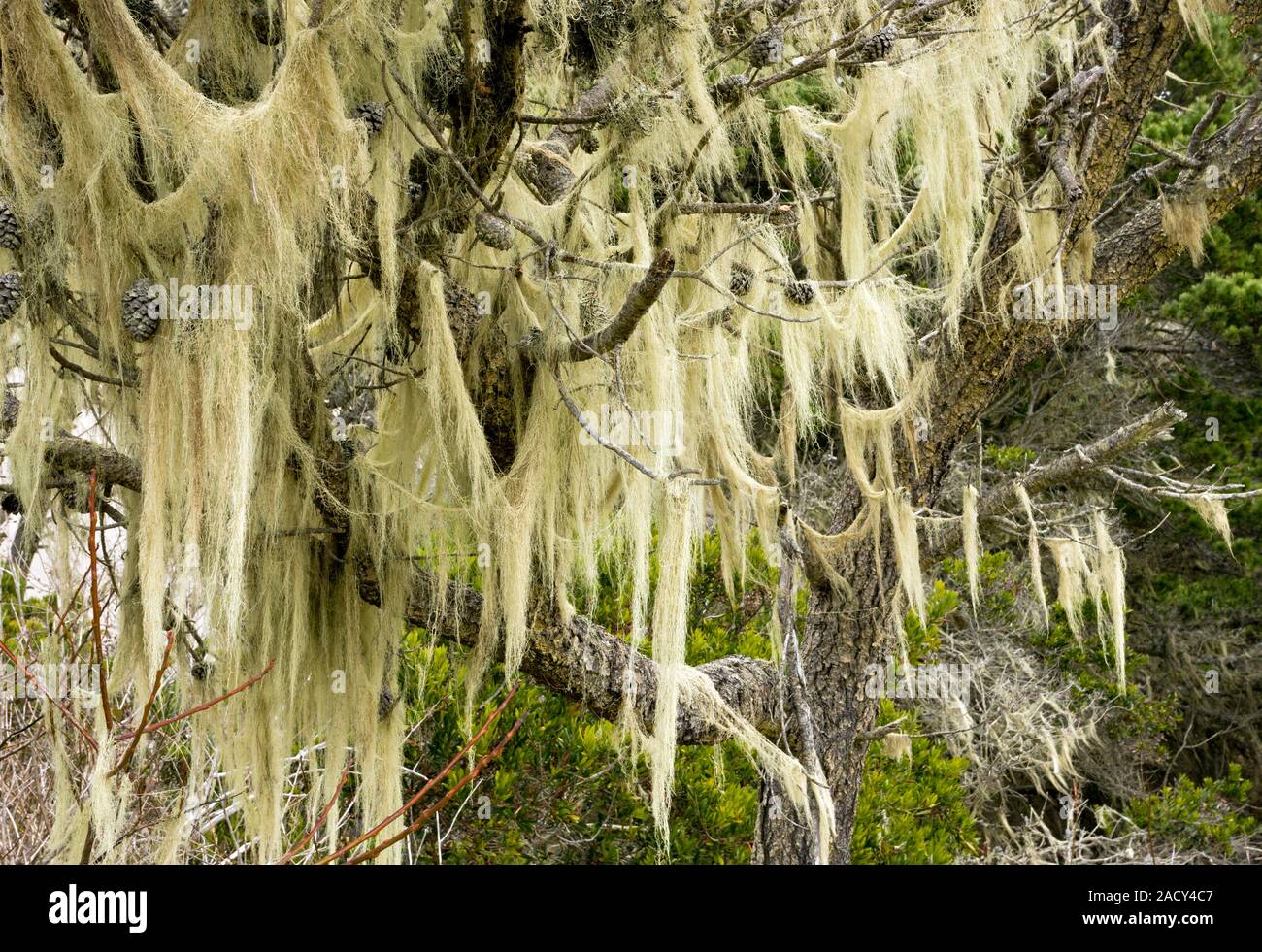 Beard lichen (Usnea sp.) growing on a shore pine (Pinus contorta ...