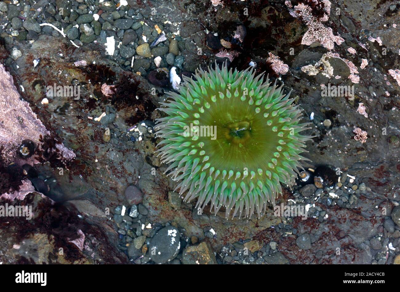 Giant green anemone (Anthopleura xanthogrammica) in a coastal rock pool ...