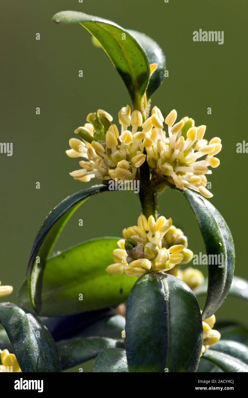 Common box (Buxus sempervirens) in flower. Photographed in spring Stock ...