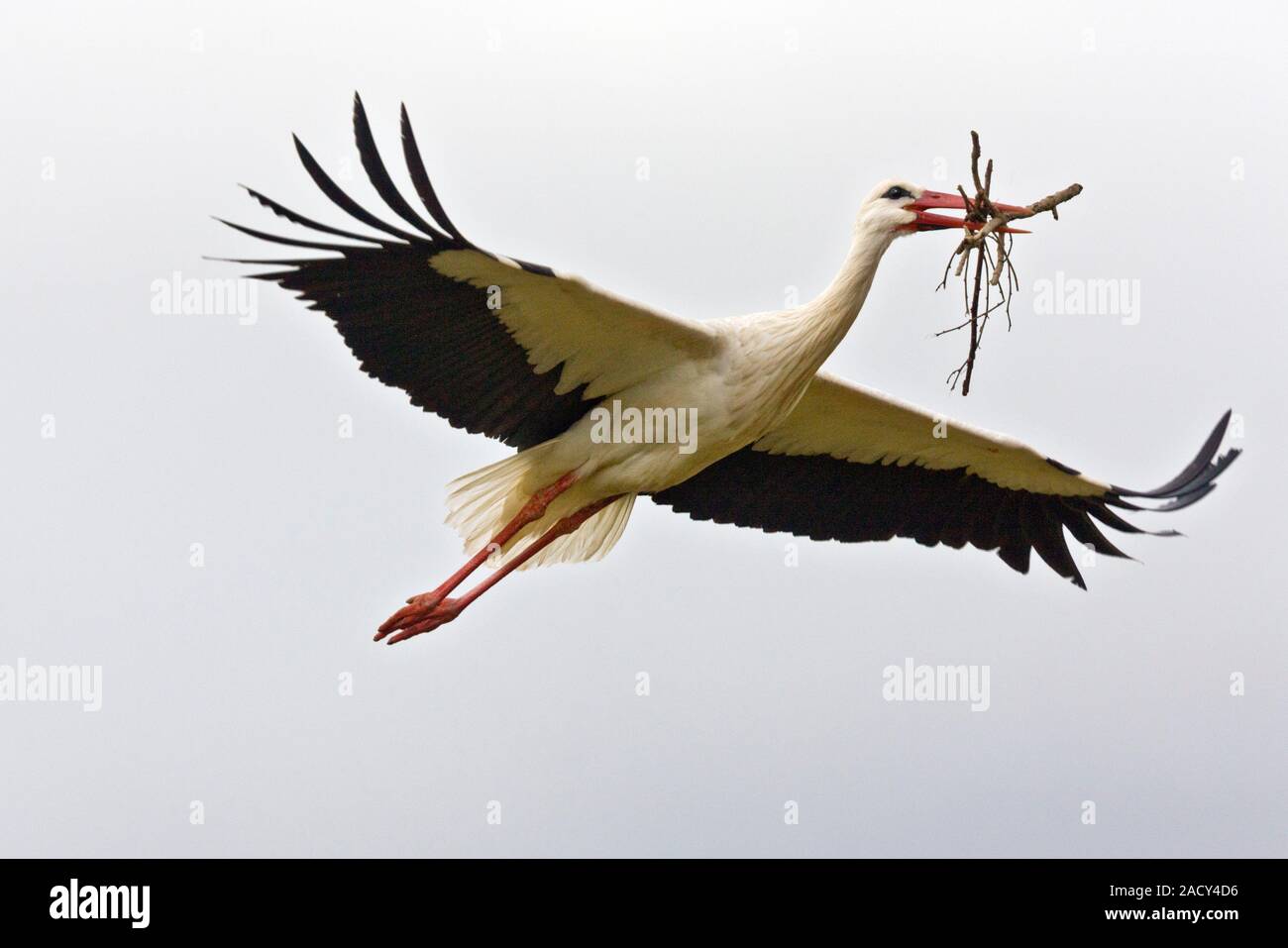 White stork (Ciconia ciconia) in flight carrying nesting material ...