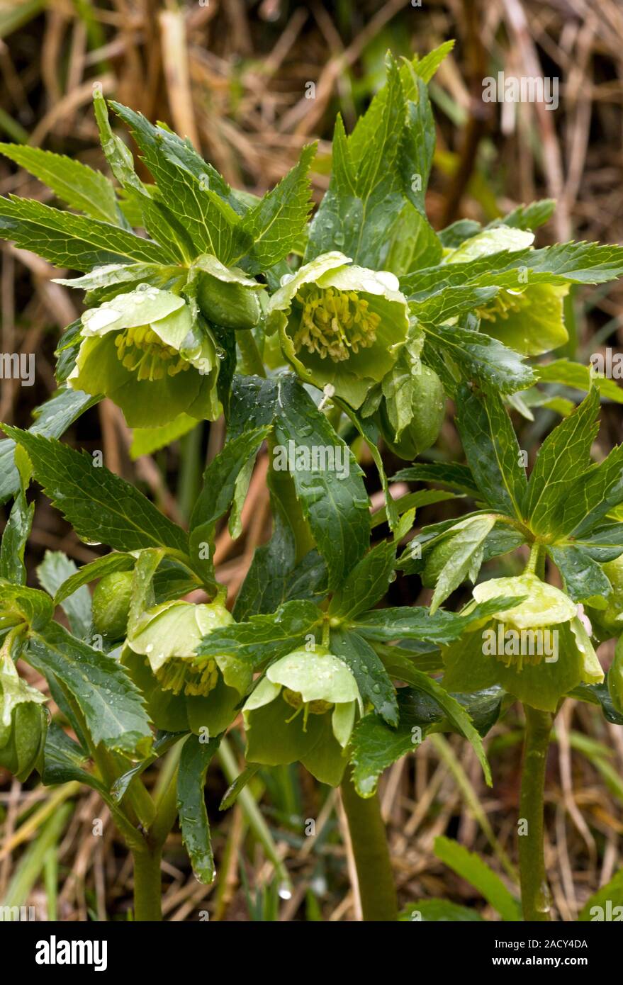 Green hellebore (Helleborus viridis) in flower in snow. Photographed in ...