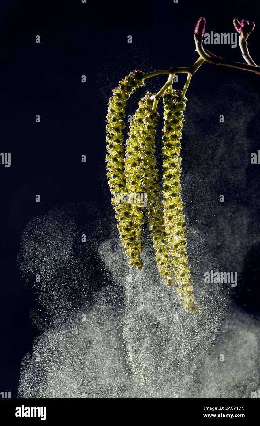 Italian alder (Alnus cordata) catkins. Close-up of male flowers ...