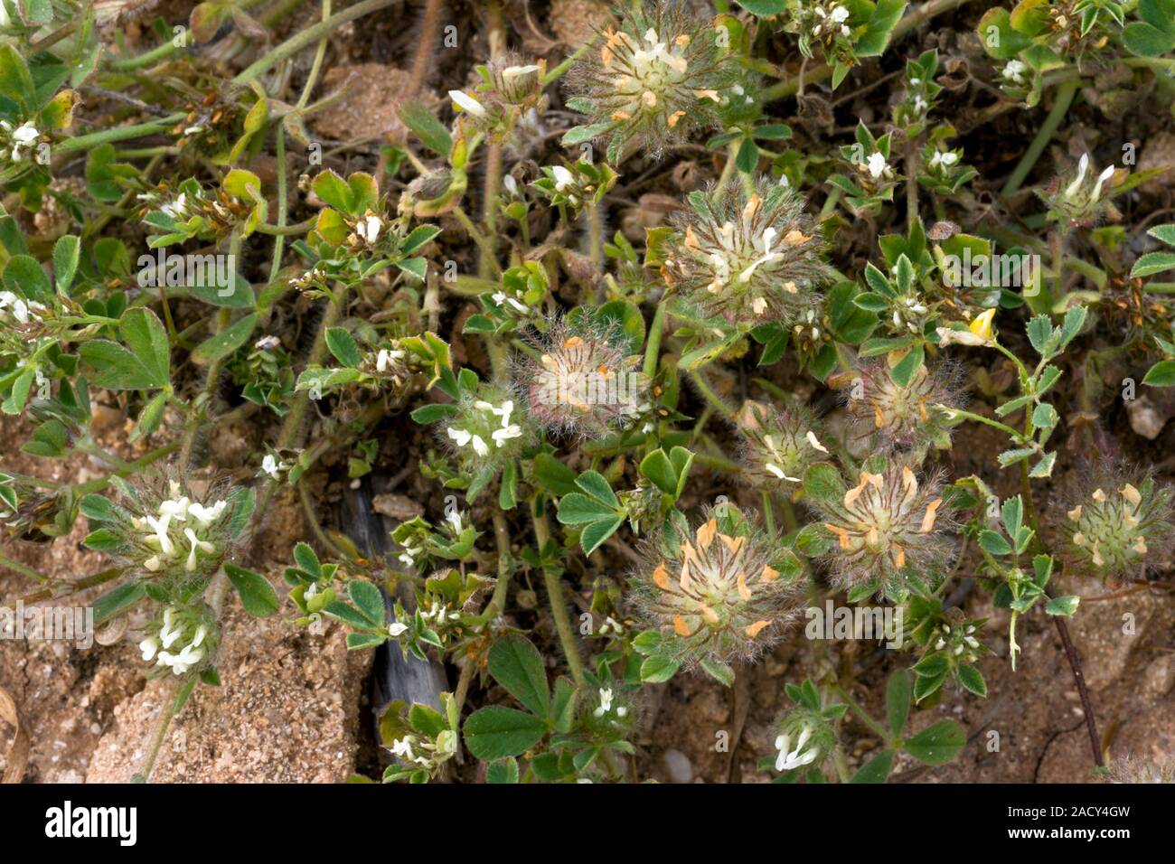 Southern clover (Trifolium cherleri) in flower on sand dunes ...