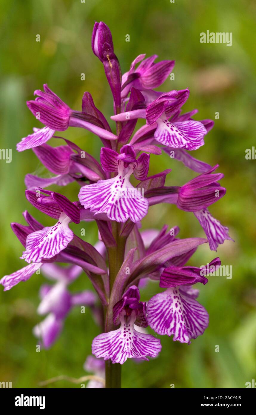 Pink butterfly orchid (Orchis papilionacea) in flower. Photographed in ...
